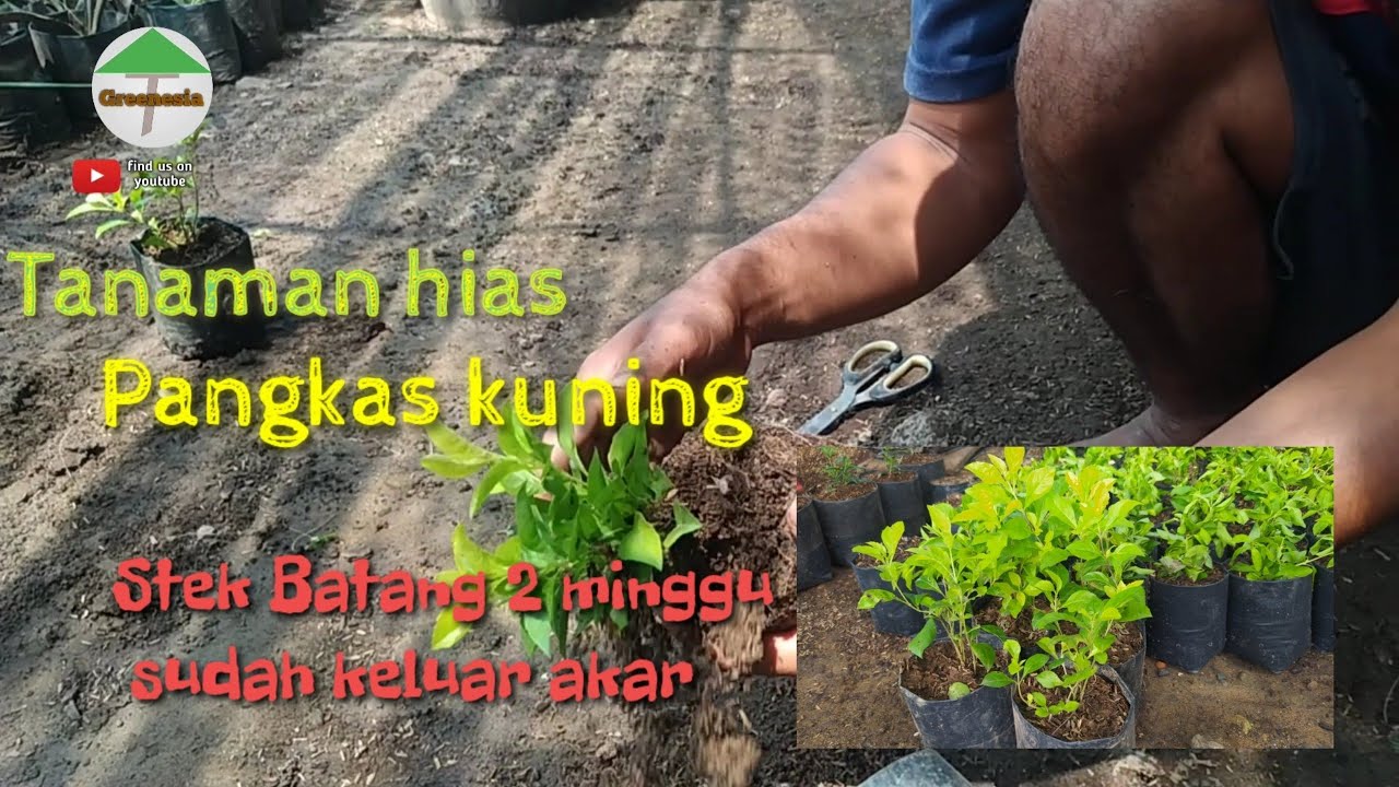 SINYO NAKAL tanaman hias pangkas kuning dan pembibitannya - YouTube