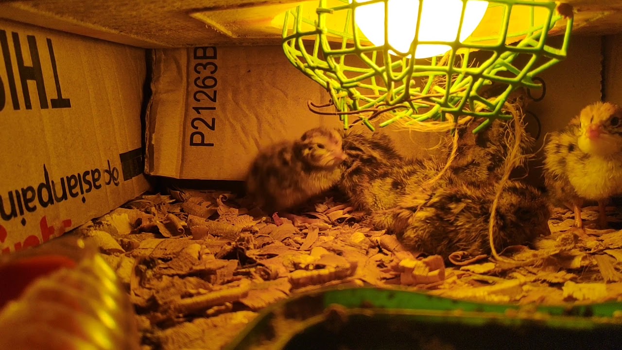 small box quail brooding - YouTube