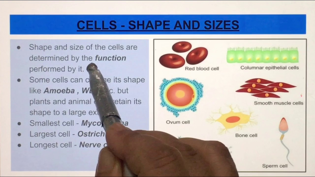 Cell-The Fundamental Unit Of Life|Part-1|Class-9|CBSE|NCERT - YouTube
