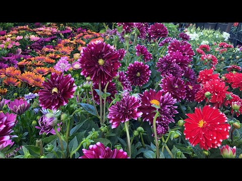 ANKARA’nın📢 EN ÜNLÜ ÇİÇEK PAZARINDA ÇİÇEK FİYATLARI 🌺🪴🌷