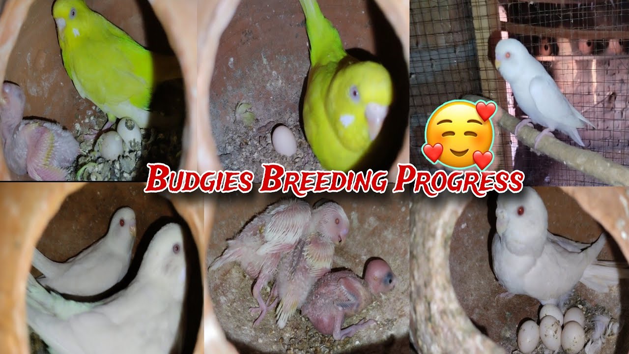 Australian Parrots Colony Breeding Progress | Bajri Toton Ki Breeding Progress | Pets Vlog - YouTube