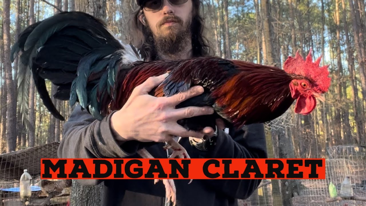 Madigan Claret Rooster and Hen - YouTube