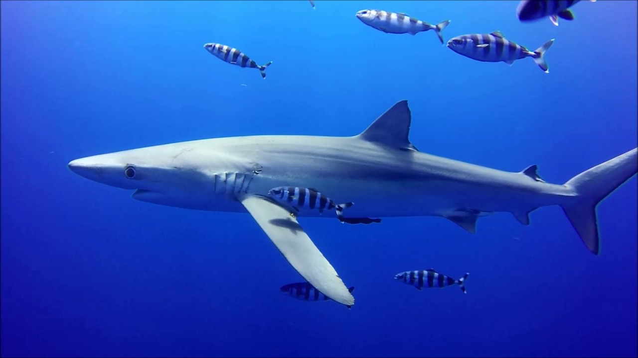 Blue Shark diving - Pico Island, Azores. July 2017 - YouTube