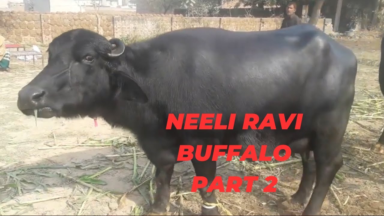 Pure Neeli Ravi Buffalo for Sale in Mandi Dairy Farming A Profitable ...