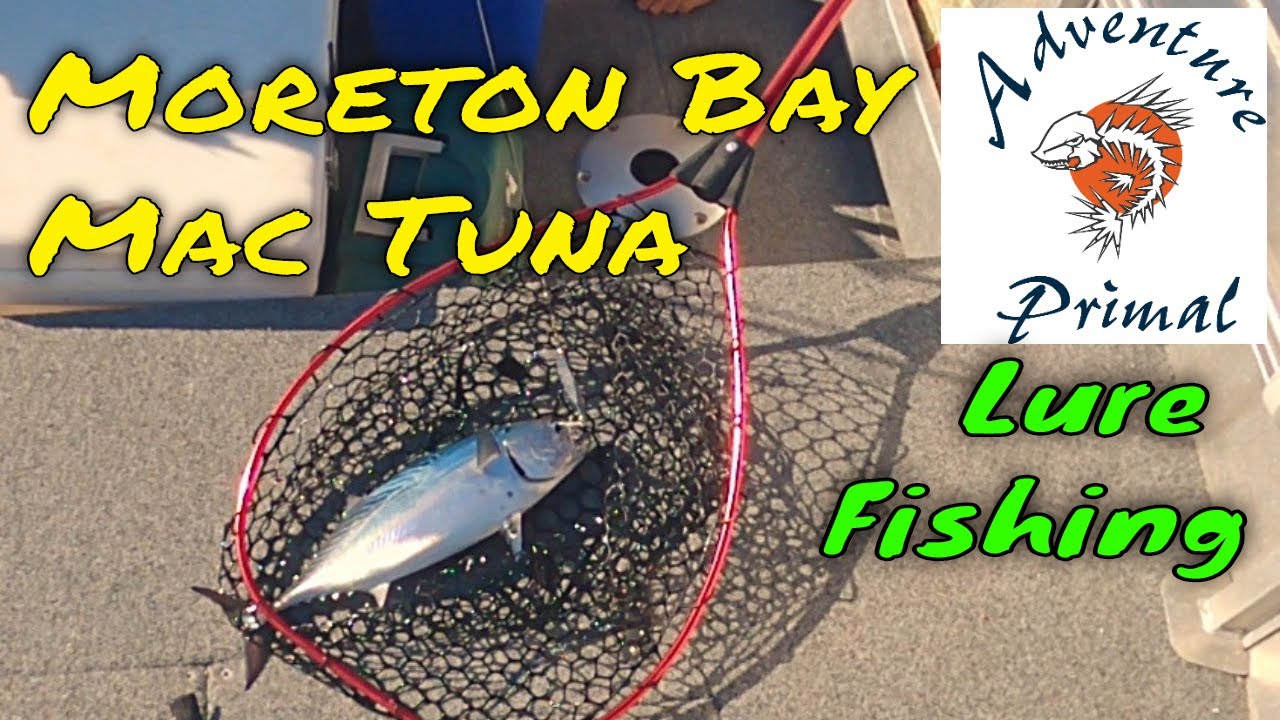 Mack Tuna Moreton Bay - Bust Up on Moreton Bay - YouTube