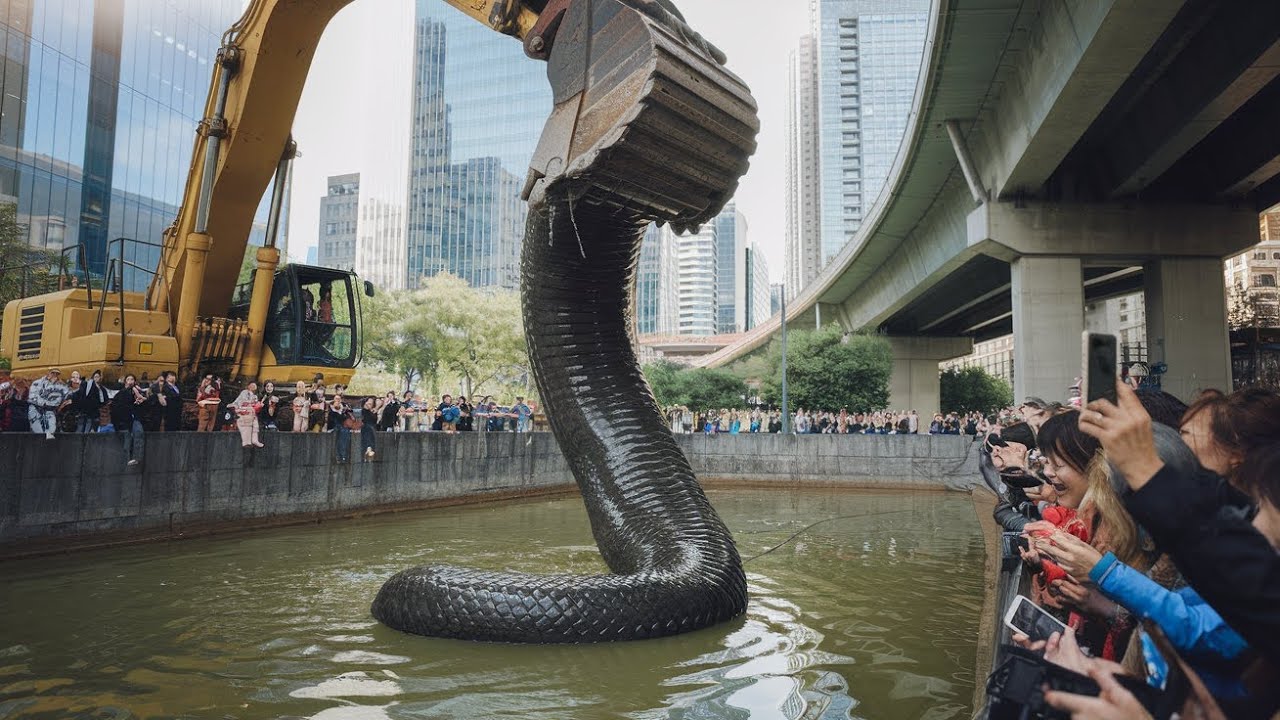 Excavator Worker Discovers Giant Snake Underground!#SnakeEncounter, # ...