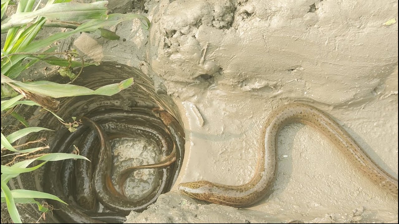 Catch Eel in Mud Underground by Hand - YouTube
