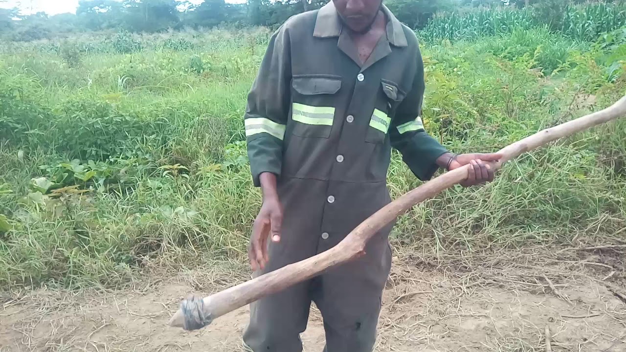 Dibble stick planting - YouTube