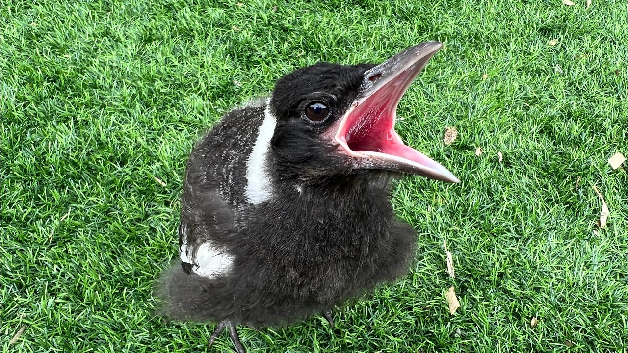 Rescued Baby Bird Amazing Recovery | how it began | baby magpie ...