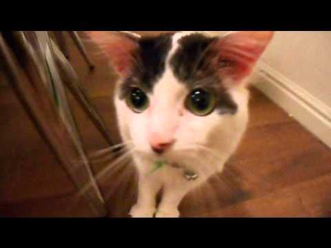 my dork of a cats - YouTube