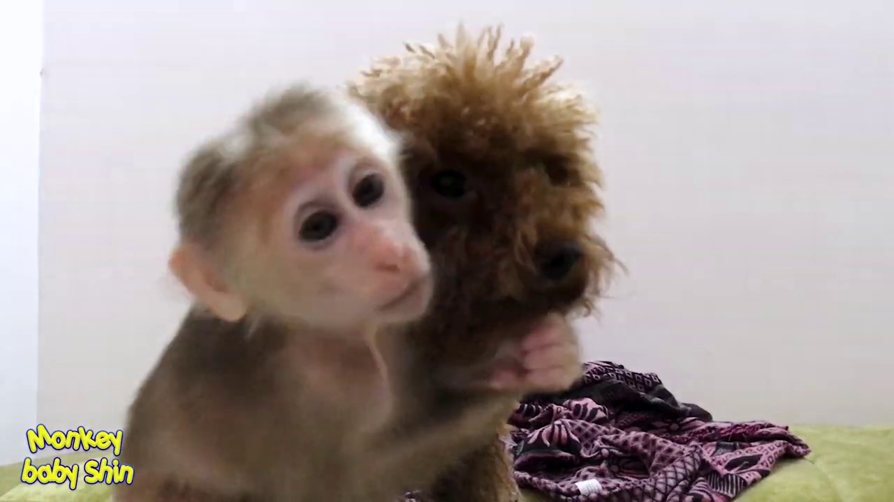 Monkey Baby Shin & Dog Chi playing Around In the Room Were Cute and Fun ...