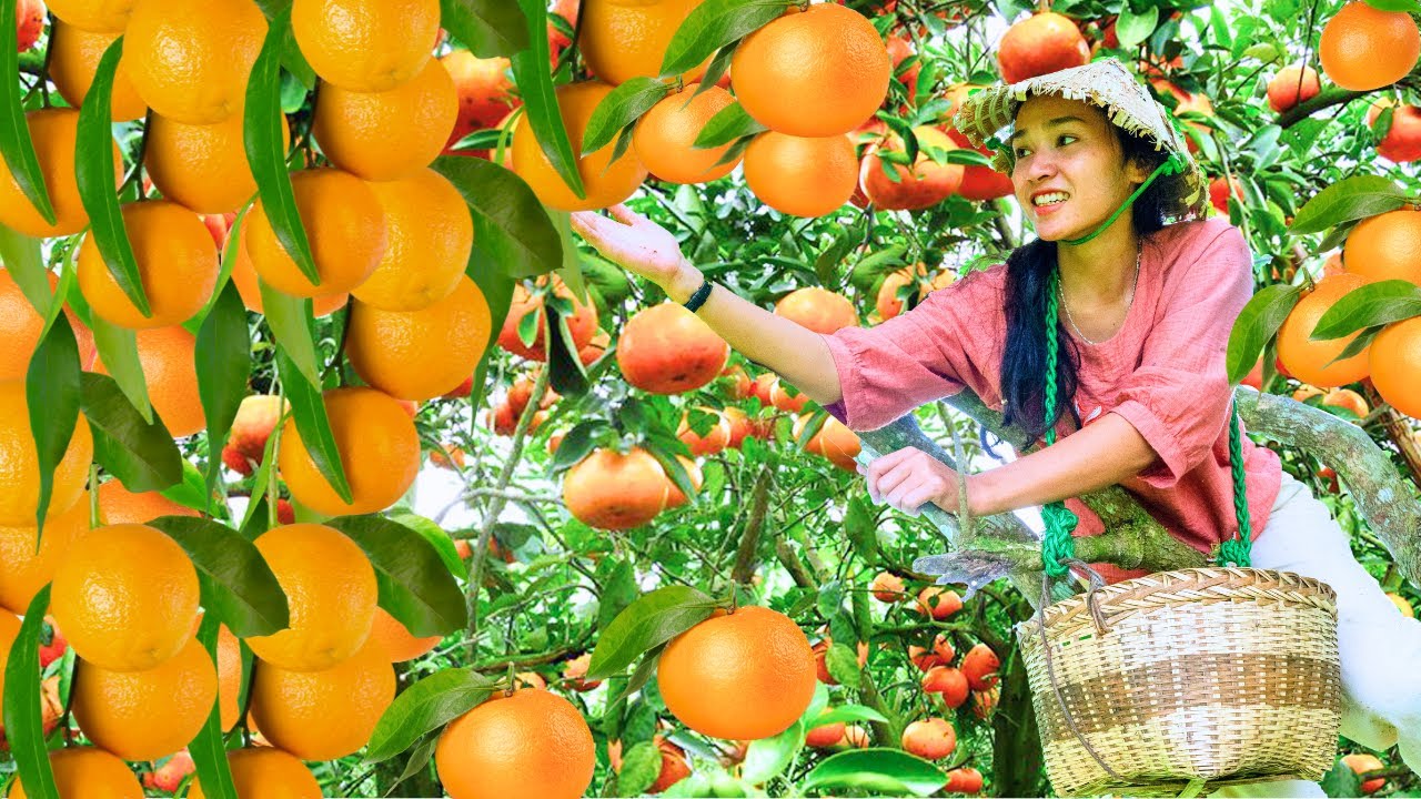 Solo Harvesting Tons of Juicy Mandarins & Go to Market SELL – Real Farm ...