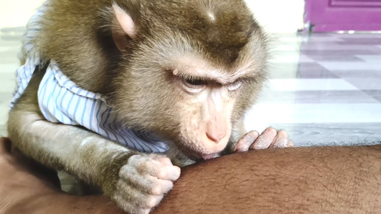 Gentle Monkey Sensitive Grooming Leg Hair| LYLY Keep Groom Magic - YouTube