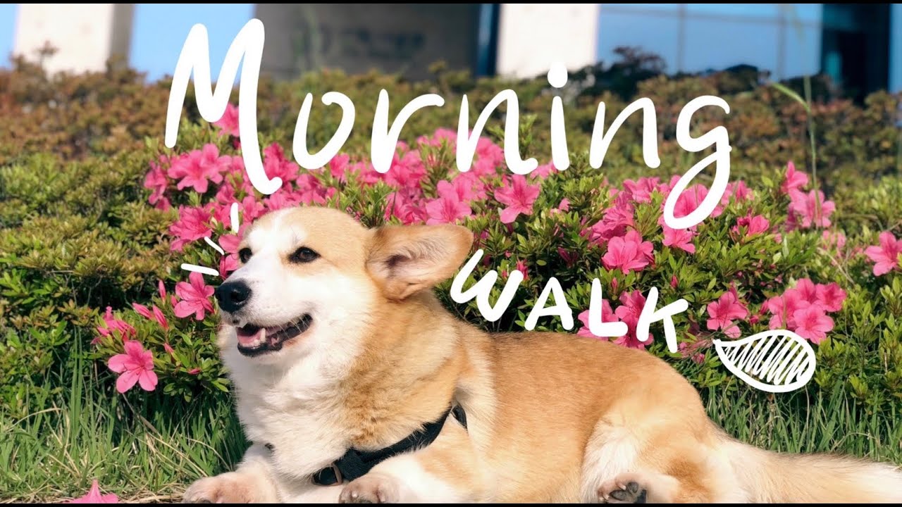 MORNING WALK WITH AEGI THE CORGI! (a day with a welsh corgi in South ...