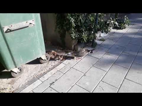 Kedi'yle birlikte yemek yiyen yavru martı