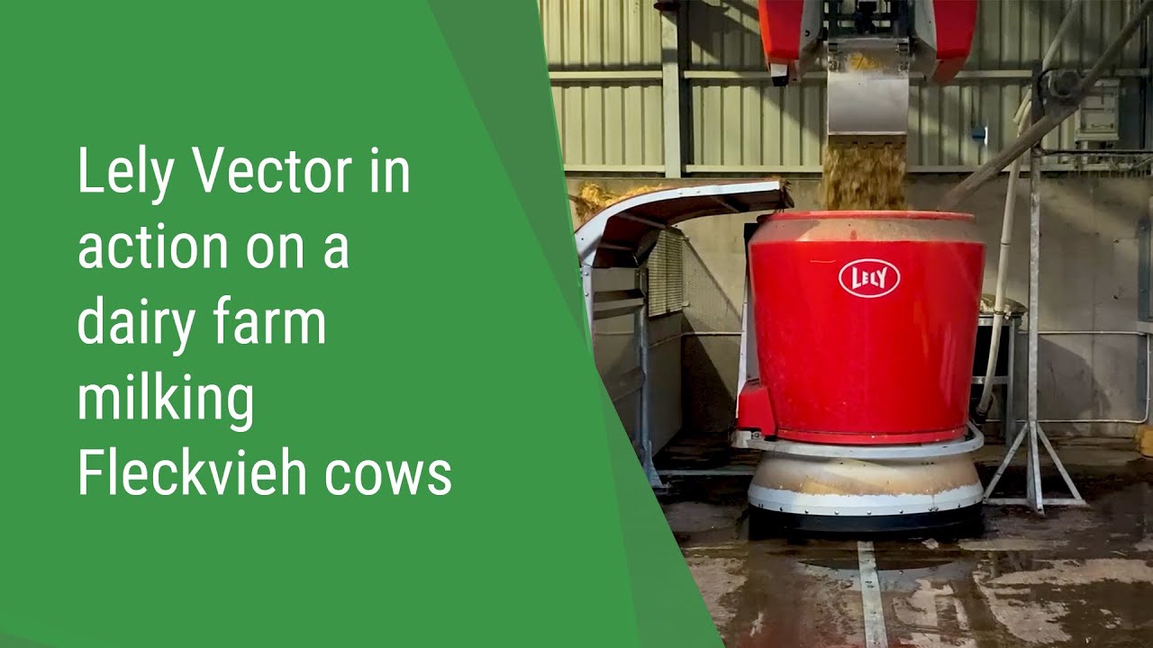Lely Vector in action on a dairy farm milking Fleckvieh cows in Co ...