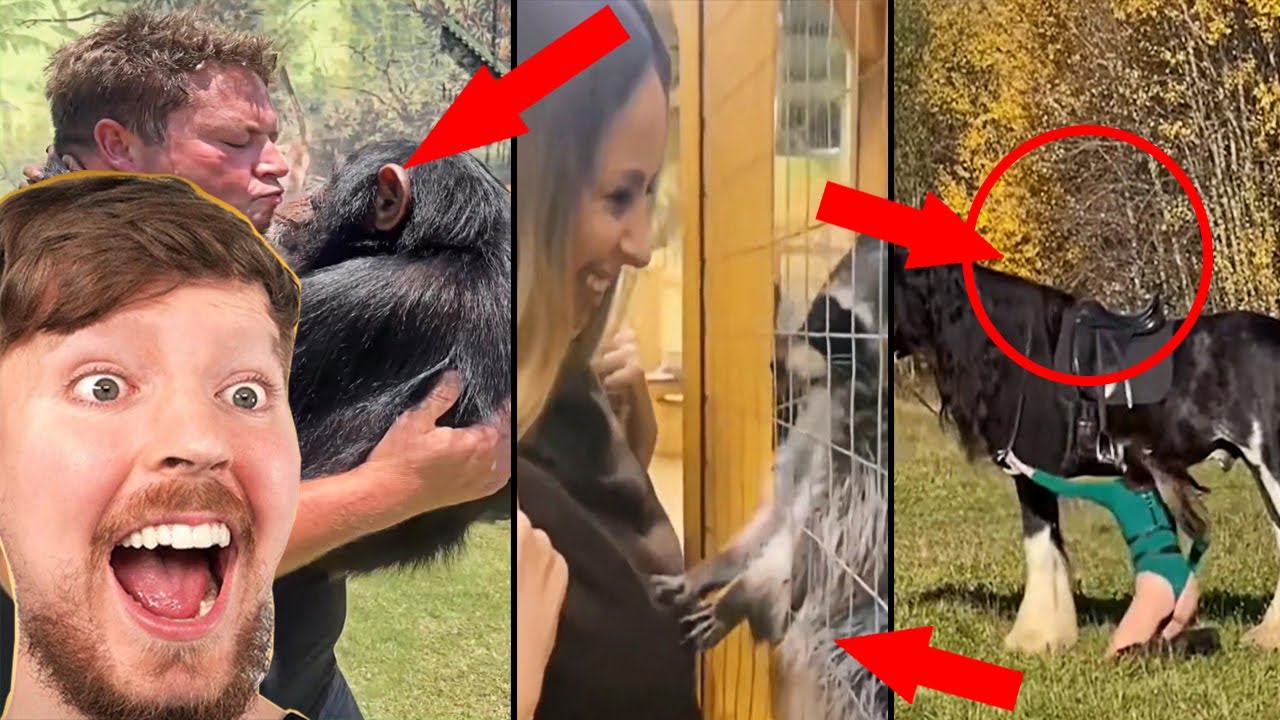 Animal Clips for Shorts Compilation 2023 Part 2 - YouTube