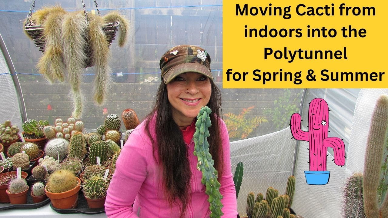 Moving Cacti from Indoors into the Polytunnel for Spring & Summer # ...