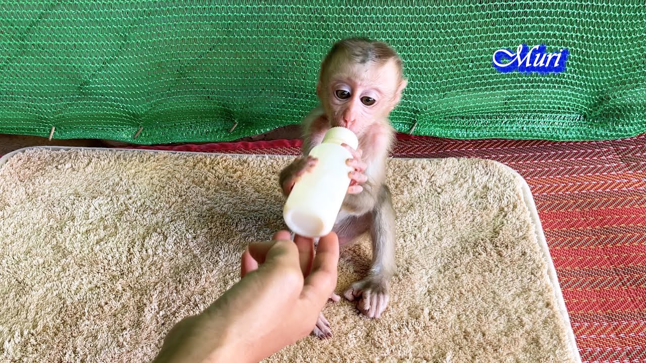 The good times of the Muri monkey.... - YouTube