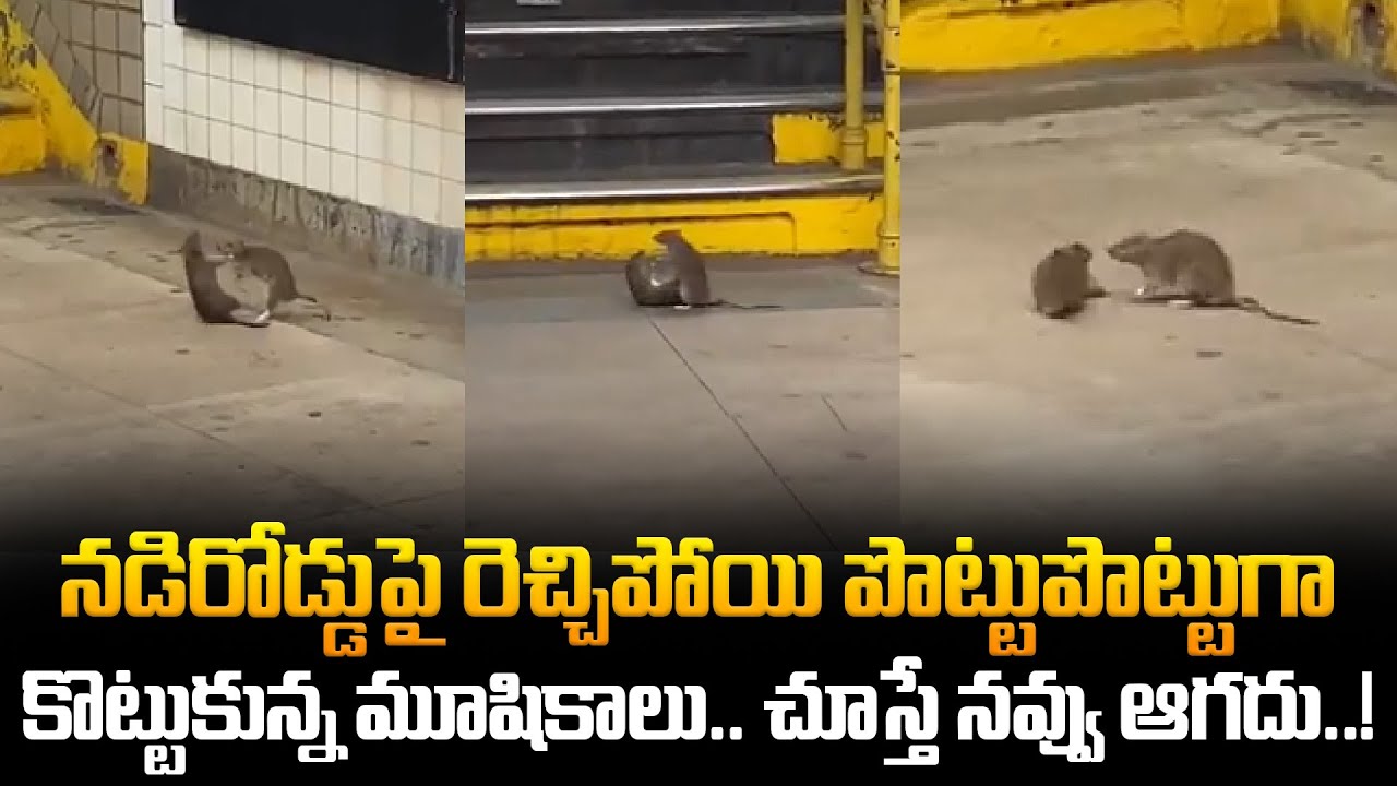 Funny Rat Fight | నడిరోడ్డుపై రెచ్చిపోయి పొట్టుపొట్టుగా కొట్టుకున్న ...