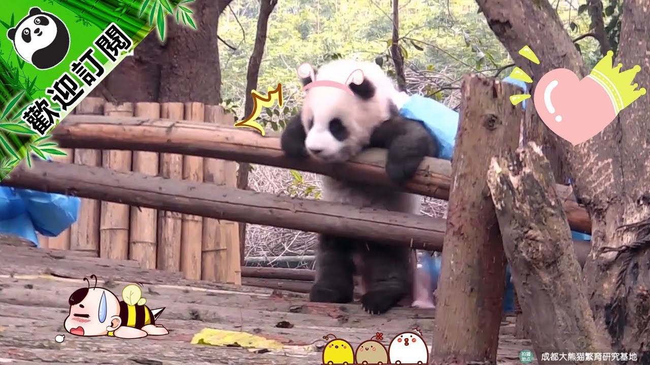 《熊貓早晚安》好不容易擦完身子又弄髒了 | iPanda Channel - YouTube