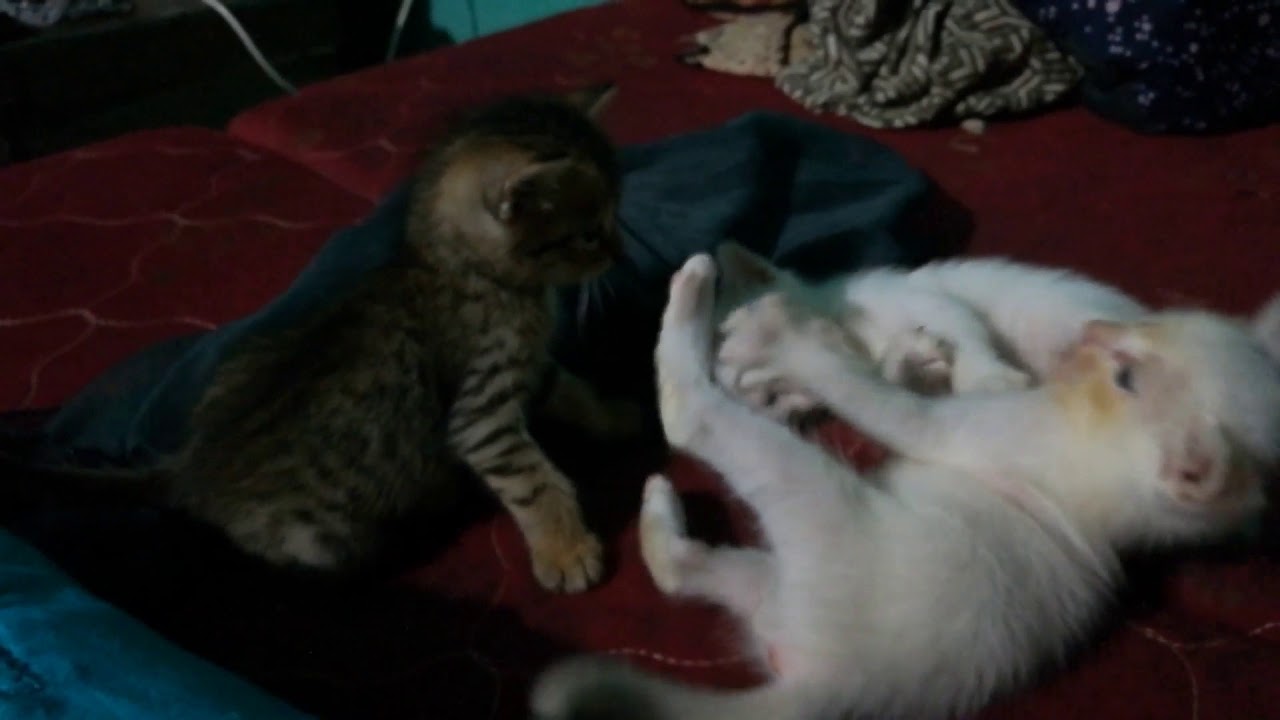 3 Kittens Playing - YouTube