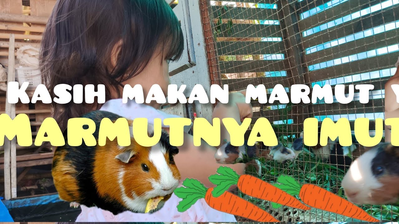 kasih makan marmut marmut suka makan marmutnya lucu dan imut - YouTube