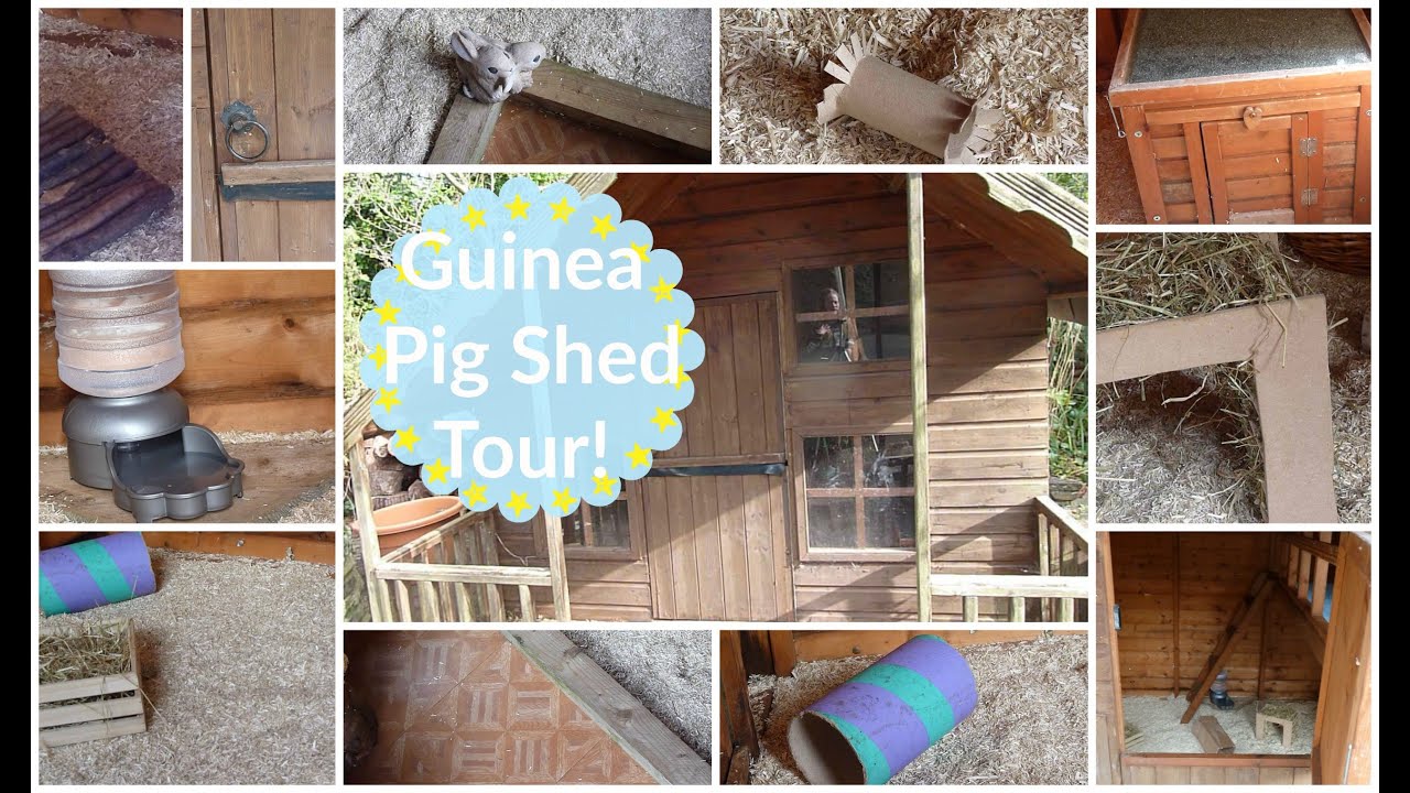 Guinea Pig Shed Enclosure Tour |♡Imy'sAnimals♡ - YouTube