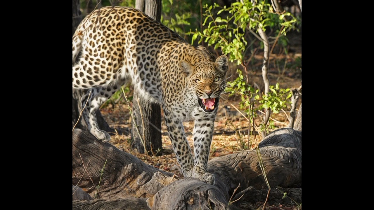 Leopard sound. - YouTube
