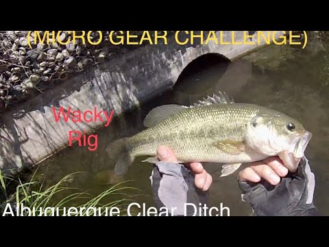 Micro Gear Challenge(DITCH PICKLES)Wacky Rig - YouTube