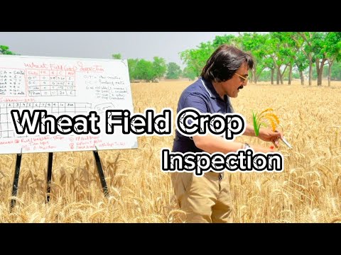 Wheat Field Crop Inspection - YouTube