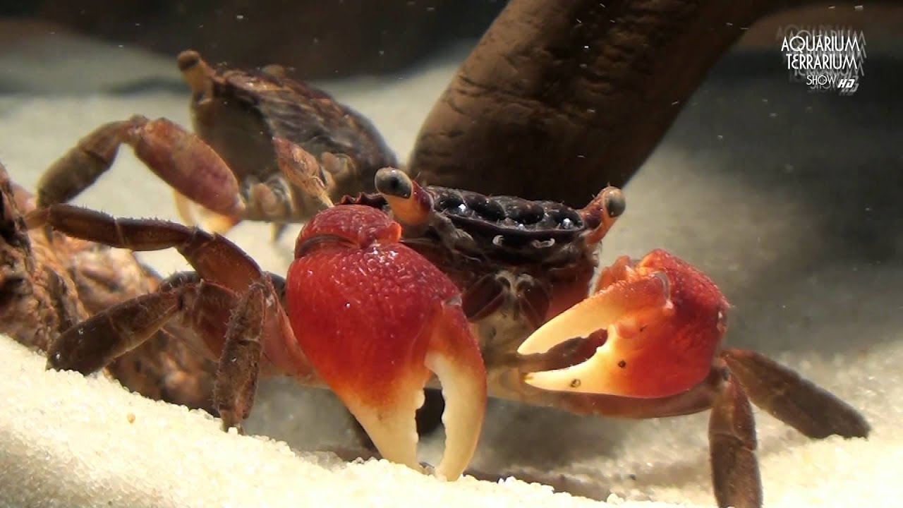 Red Clawed Crab (Sesarma bidens) - Eye to Eye - Animalia Kingdom Show ...