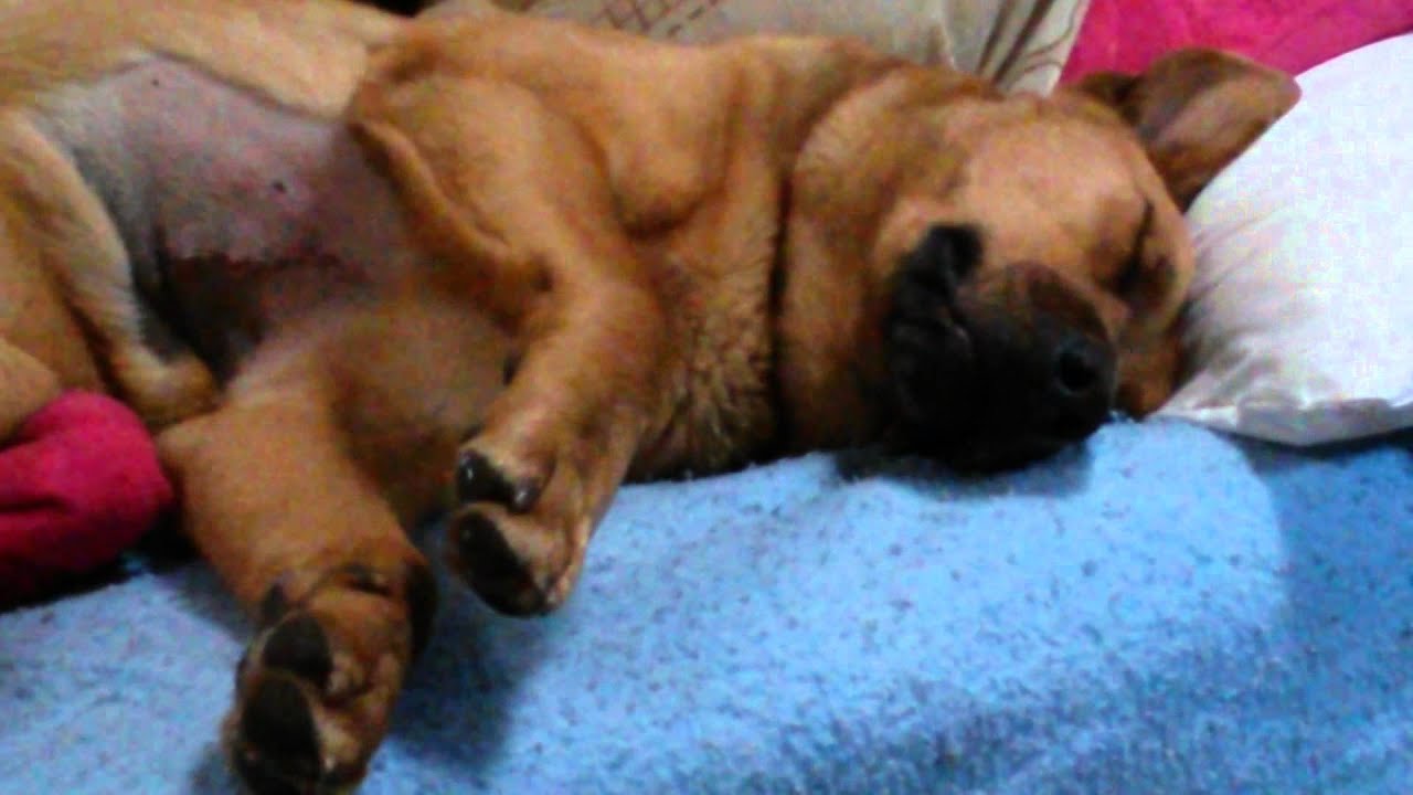 Snoozing dog. - YouTube