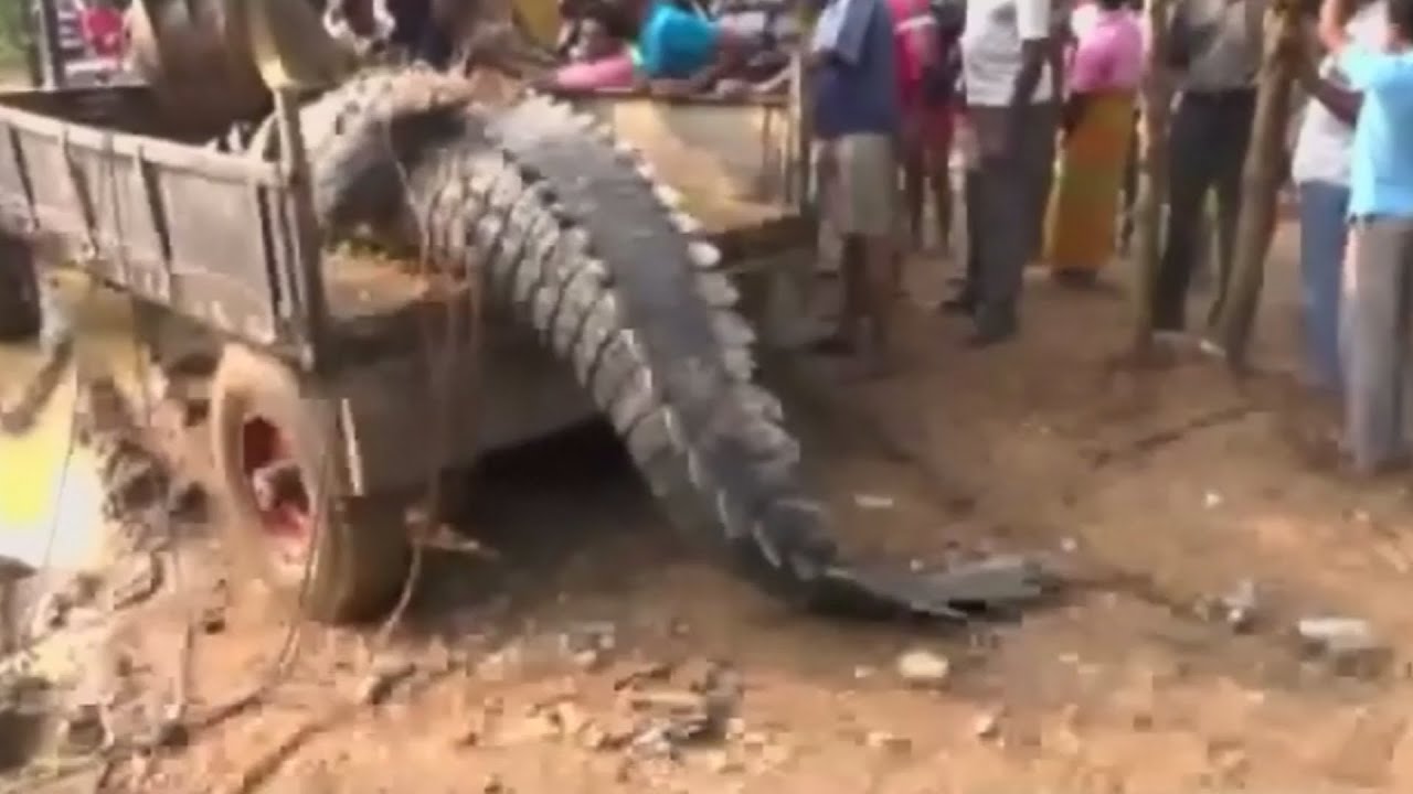A one-ton crocodile gets rescued after getting stuck - YouTube