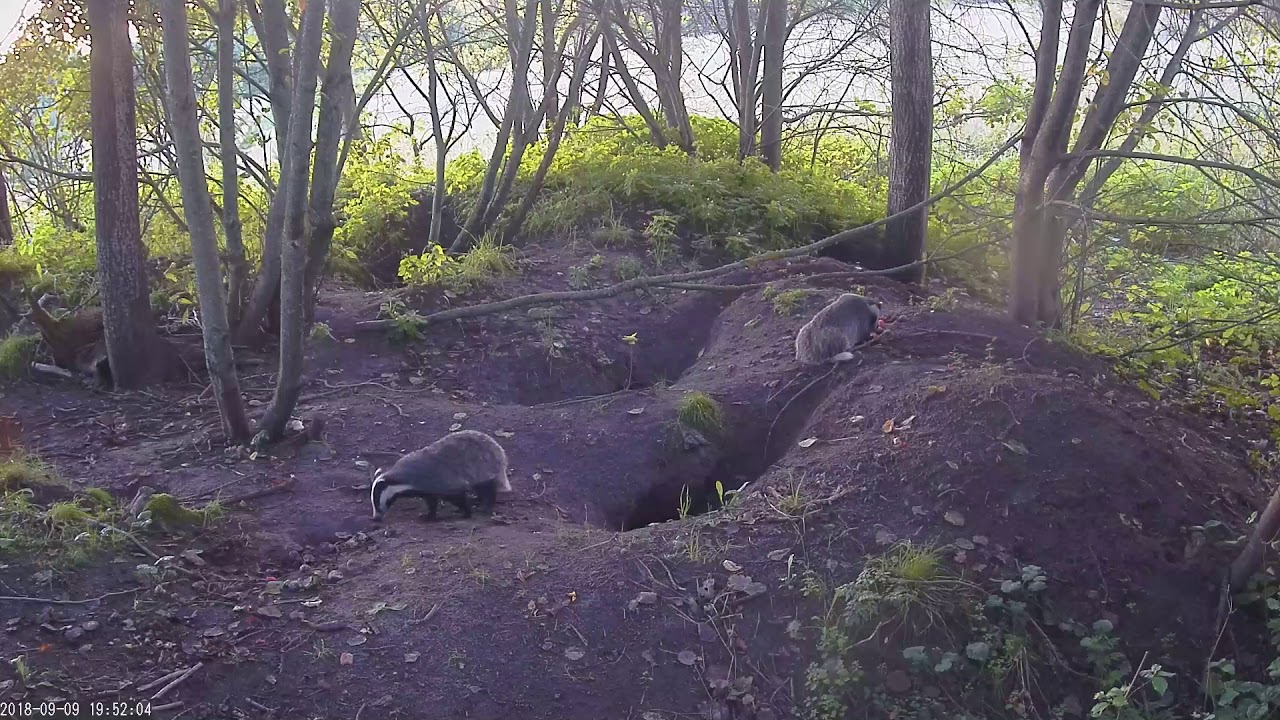 Badger castle 2018 09 09 Badgers eating apples 19:44 - YouTube