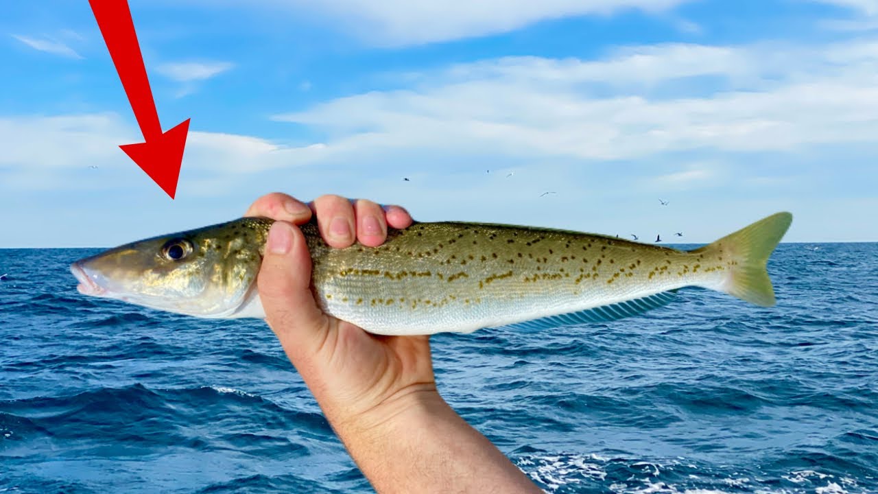 How to catch King George Whiting - We learn from the best! - YouTube