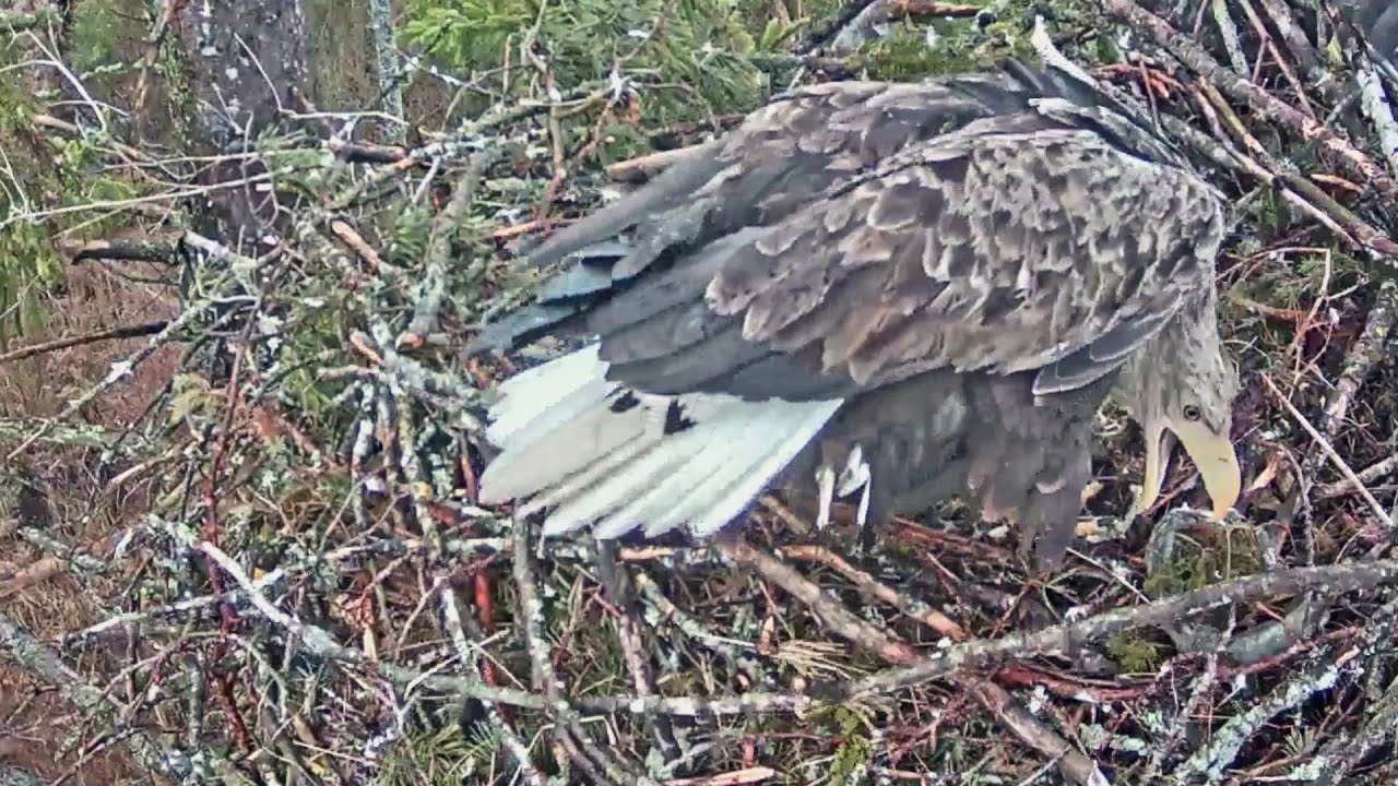 Ķ𝐞𝐦𝐞𝐫𝐮 𝐖𝐓-𝐄𝐚𝐠𝐥𝐞𝐬~🐟💞𝐀𝐤𝐚𝐜𝐢𝐬 𝐛𝐫𝐢𝐧𝐠𝐬 𝐚 𝐡𝐮𝐠𝐞 𝐞𝐞𝐥 𝐟𝐨𝐫 𝐑𝐚𝐬𝐞𝐧𝐞~𝟑:𝟎𝟑 𝐩𝐦 𝟐𝟎𝟐𝟒/𝟎𝟒 ...