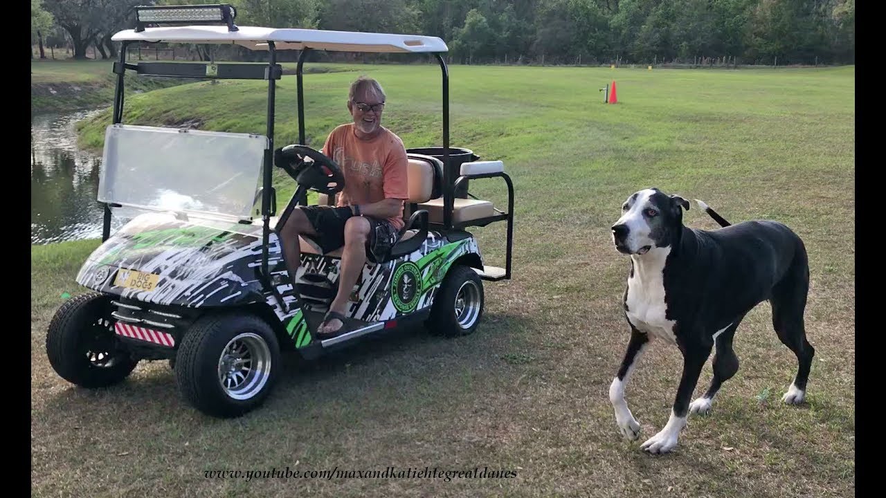 Funny Great Dane Working Dogs Supervise Yard and Pool Work - YouTube