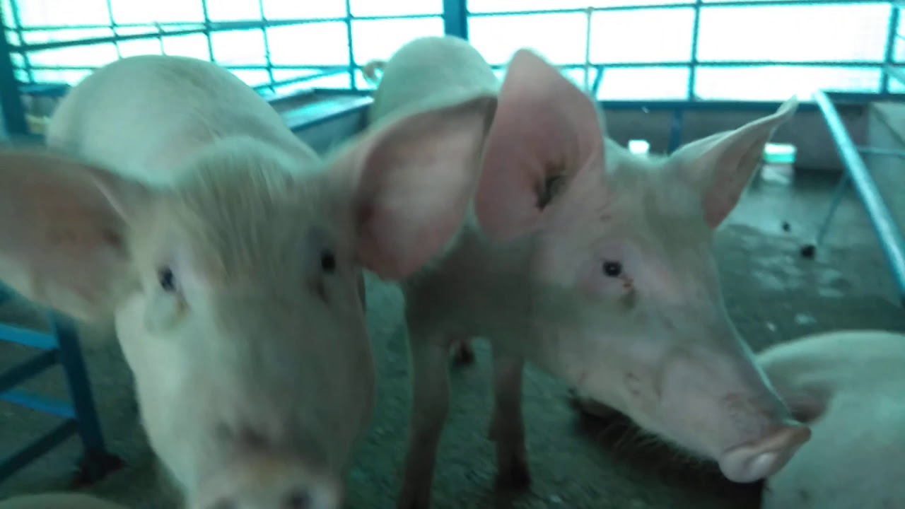 Hindustan Agro Pig Farm - YouTube