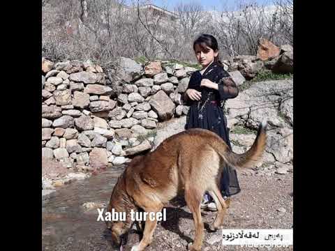 Ax lı dayı birina dılem