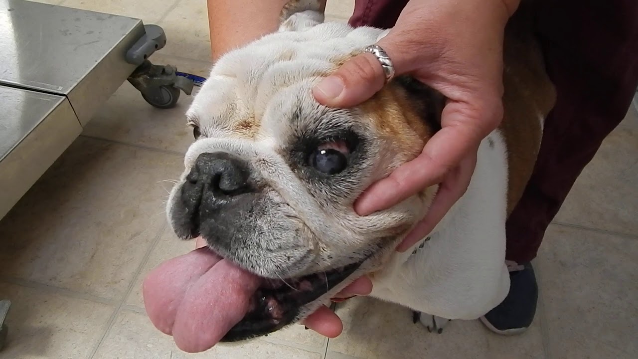 Dr. Kraemer Vet4Bulldog - Bulldog Trichiasis Inverted Eyelash - YouTube
