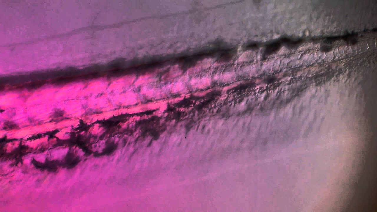 ZEBRAFISH BLOOD CIRCULATION AT THE FIN-TAIL - YouTube