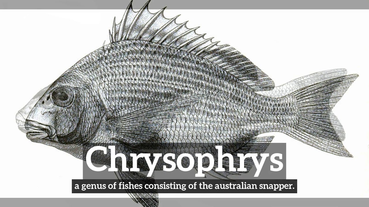 How Does Chrysophrys Look? | What is Chrysophrys? | How to Say ...