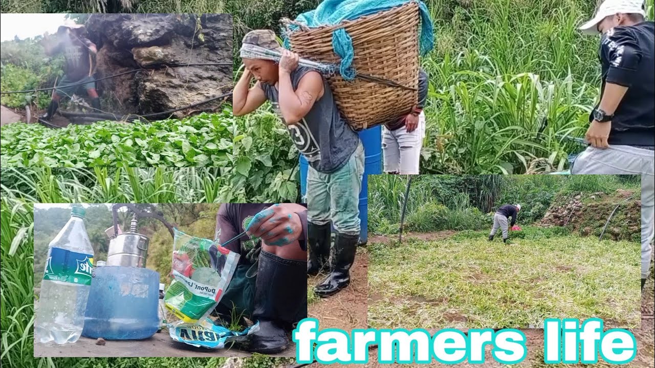 buhayBukid-Spray at harvest ng watercress(tonsoy) - YouTube
