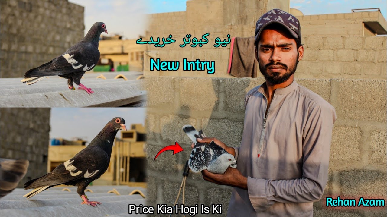 New Kabotar Karide 🥳🕊 | Gola Kabotar Bazi | New Pigeon Video | Rehan ...