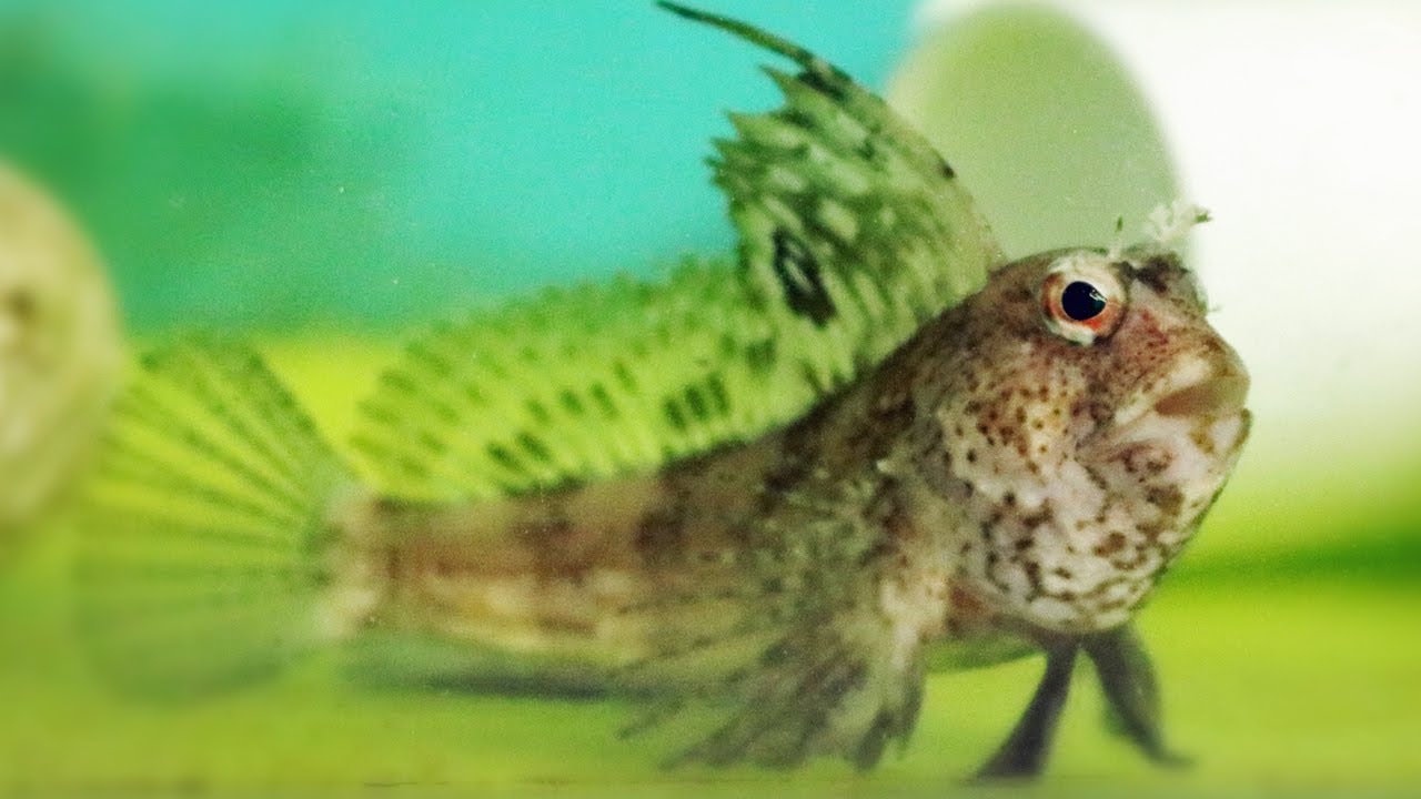 Blennius ocellaris (Butterfly Blenny) - YouTube