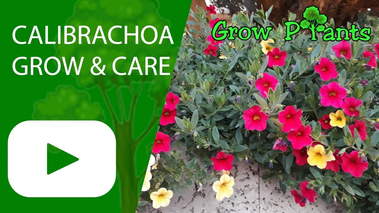 Calibrachoa - grow & care - Beautiful ground cover - YouTube