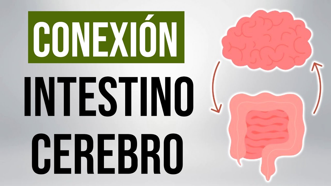 Importancia de la conexión entre el intestino y el cerebro - Dr ...