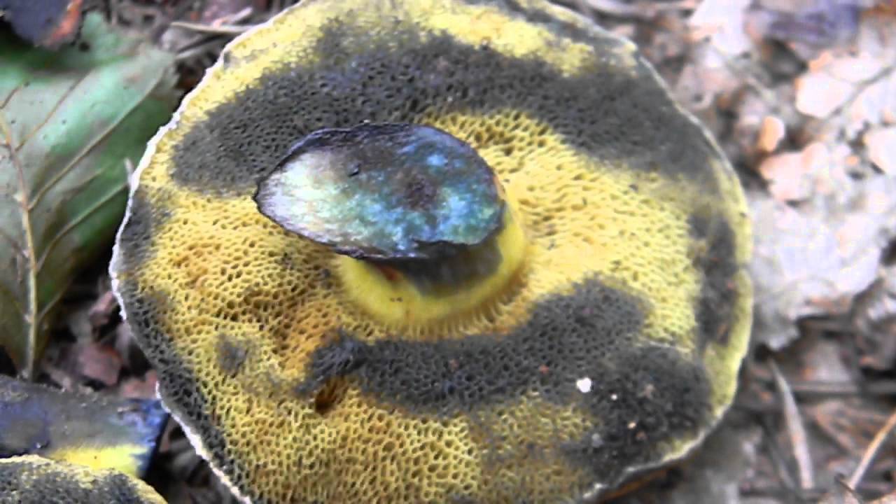 Boletus pulverulentus turning blue - YouTube