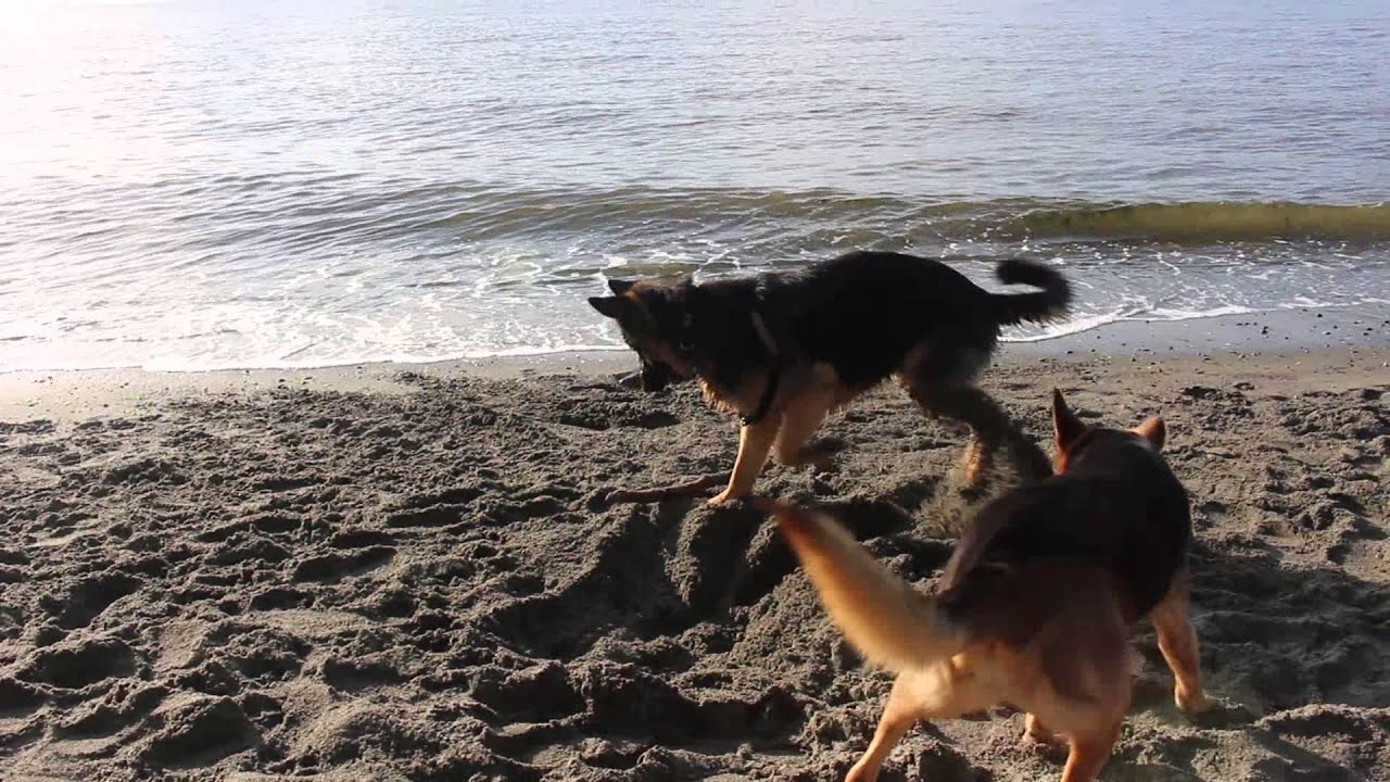 German Shepherd at Beach Digging - YouTube